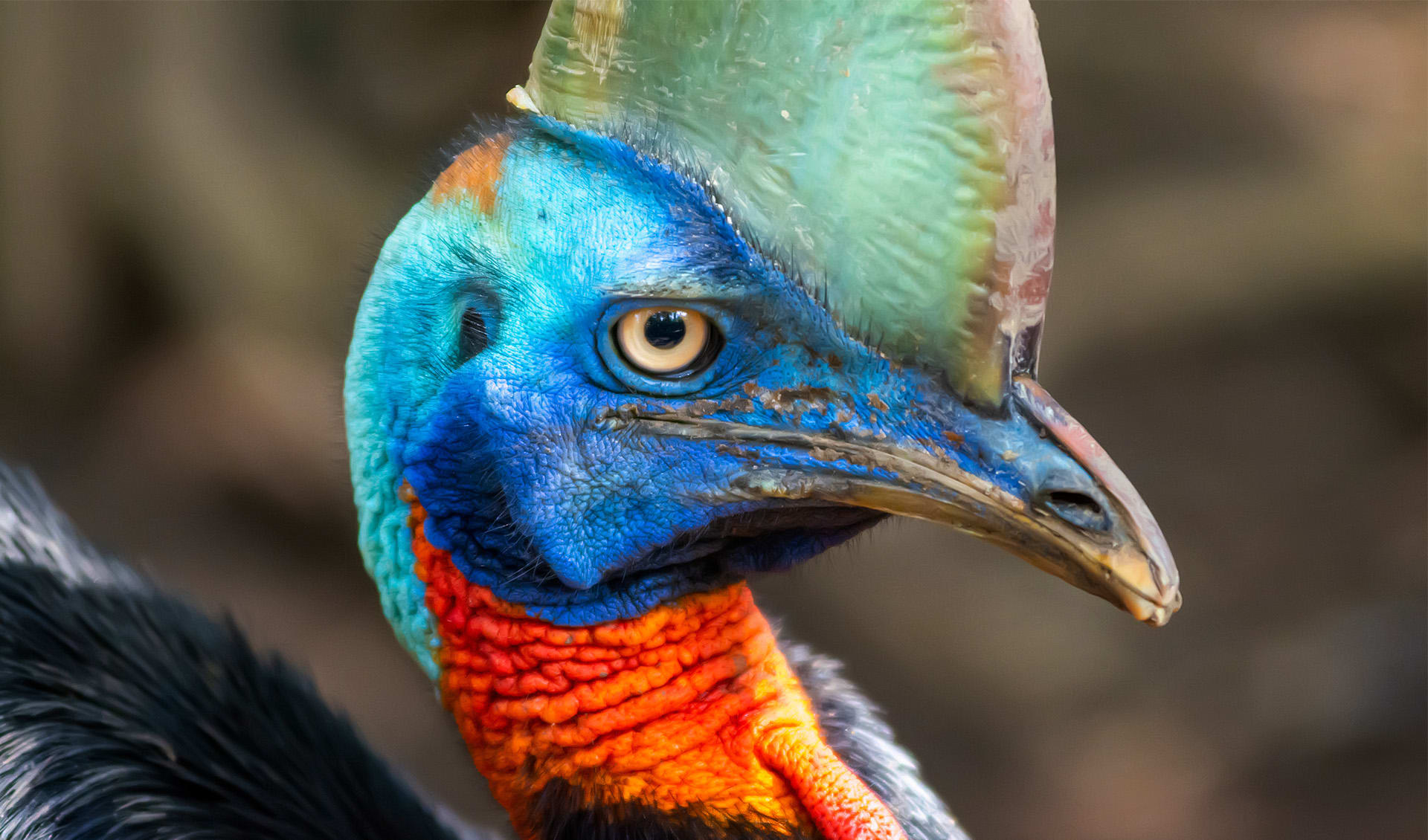 Southern cassowary facts, distribution & population | BioDB