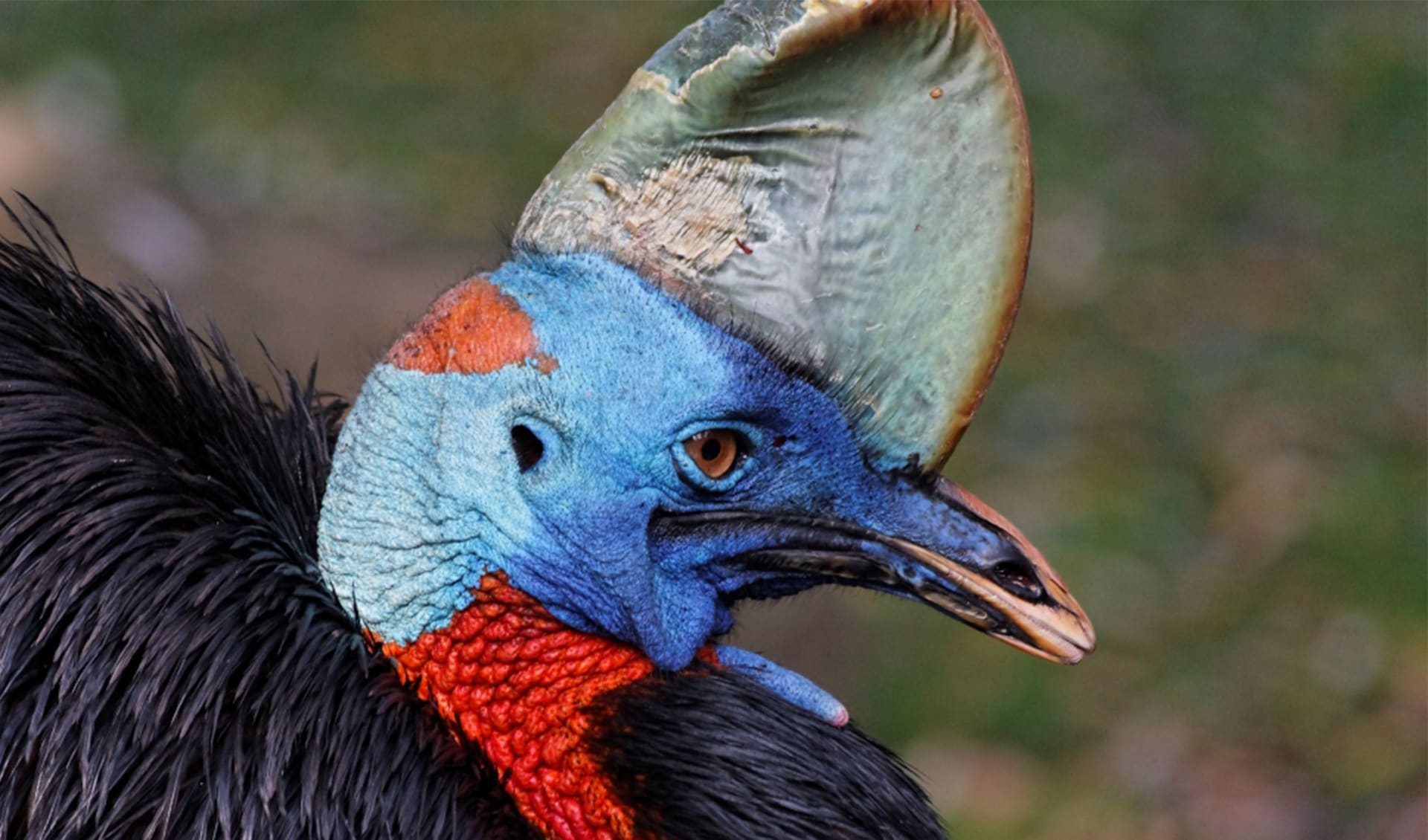 Northern cassowary facts, distribution & population | BioDB