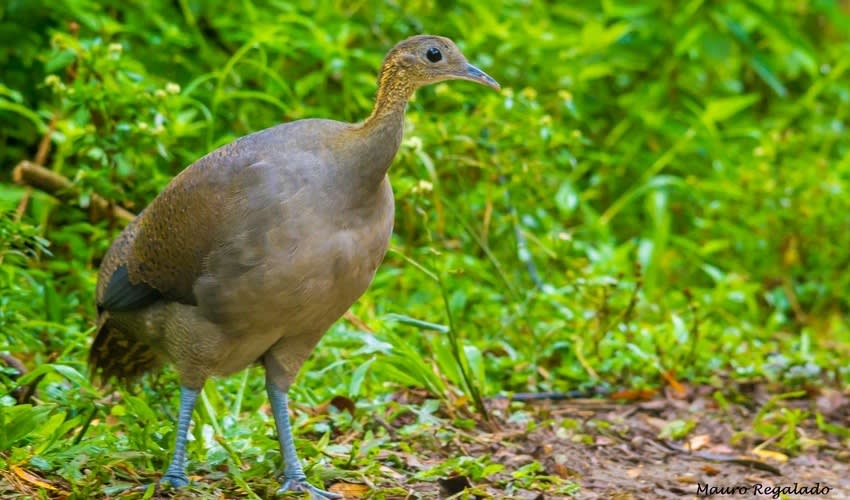Crypturellus – Forest tinamous: facts, distribution & population | BioDB