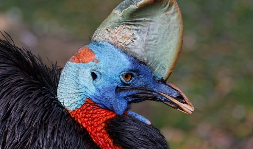 Casuarius – Cassowaries: facts, distribution & population | BioDB