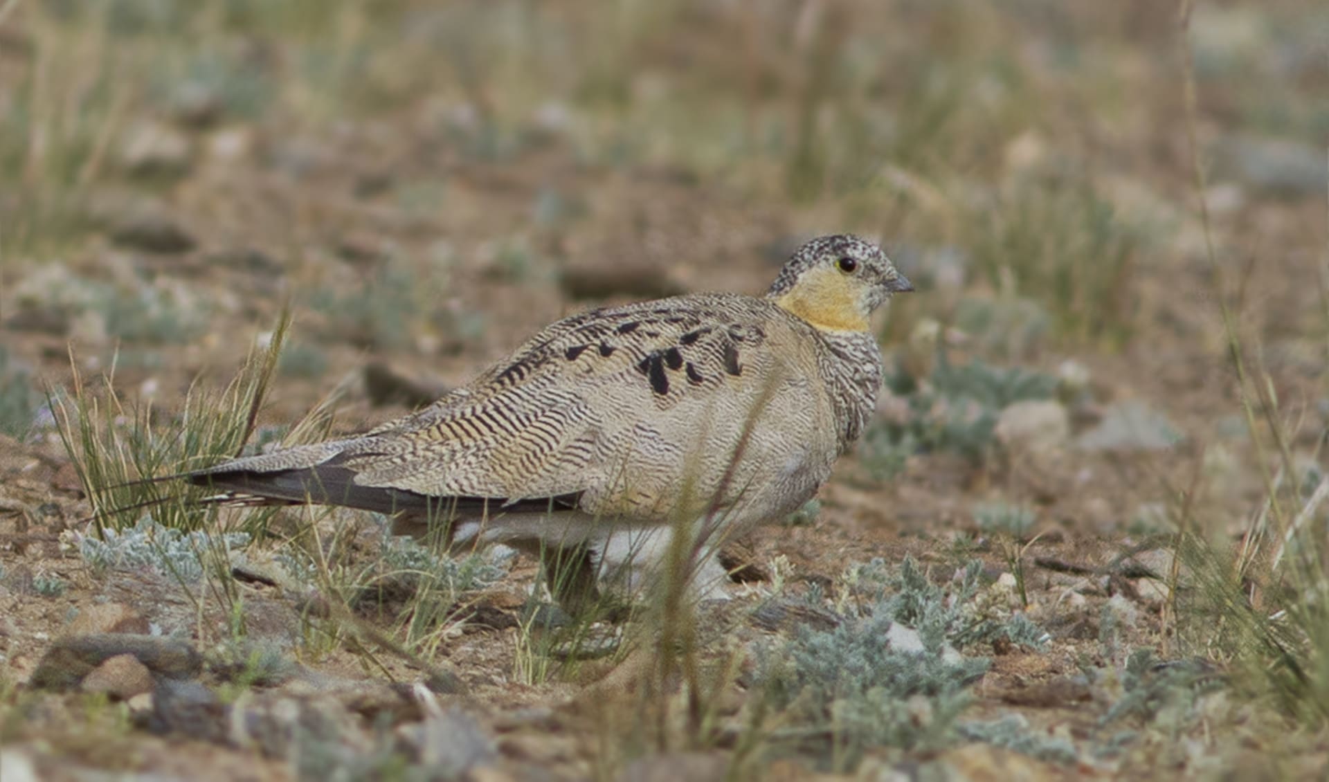 Tibetan sandgrouse facts, distribution & population | BioDB