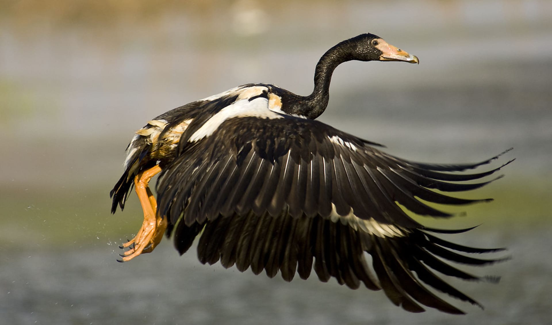 Magpie goose facts, distribution & population | BioDB