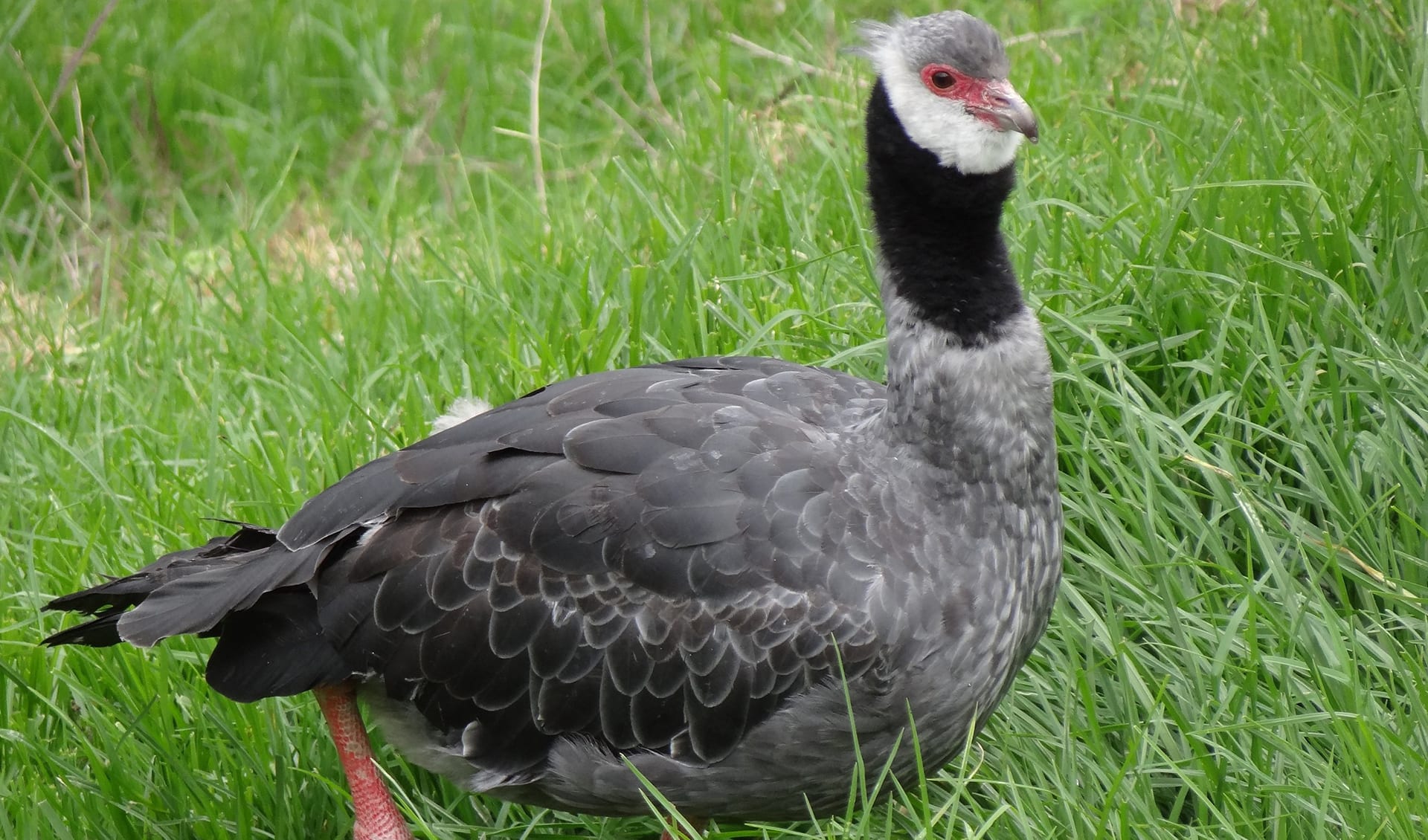 Northern screamer facts, distribution & population | BioDB