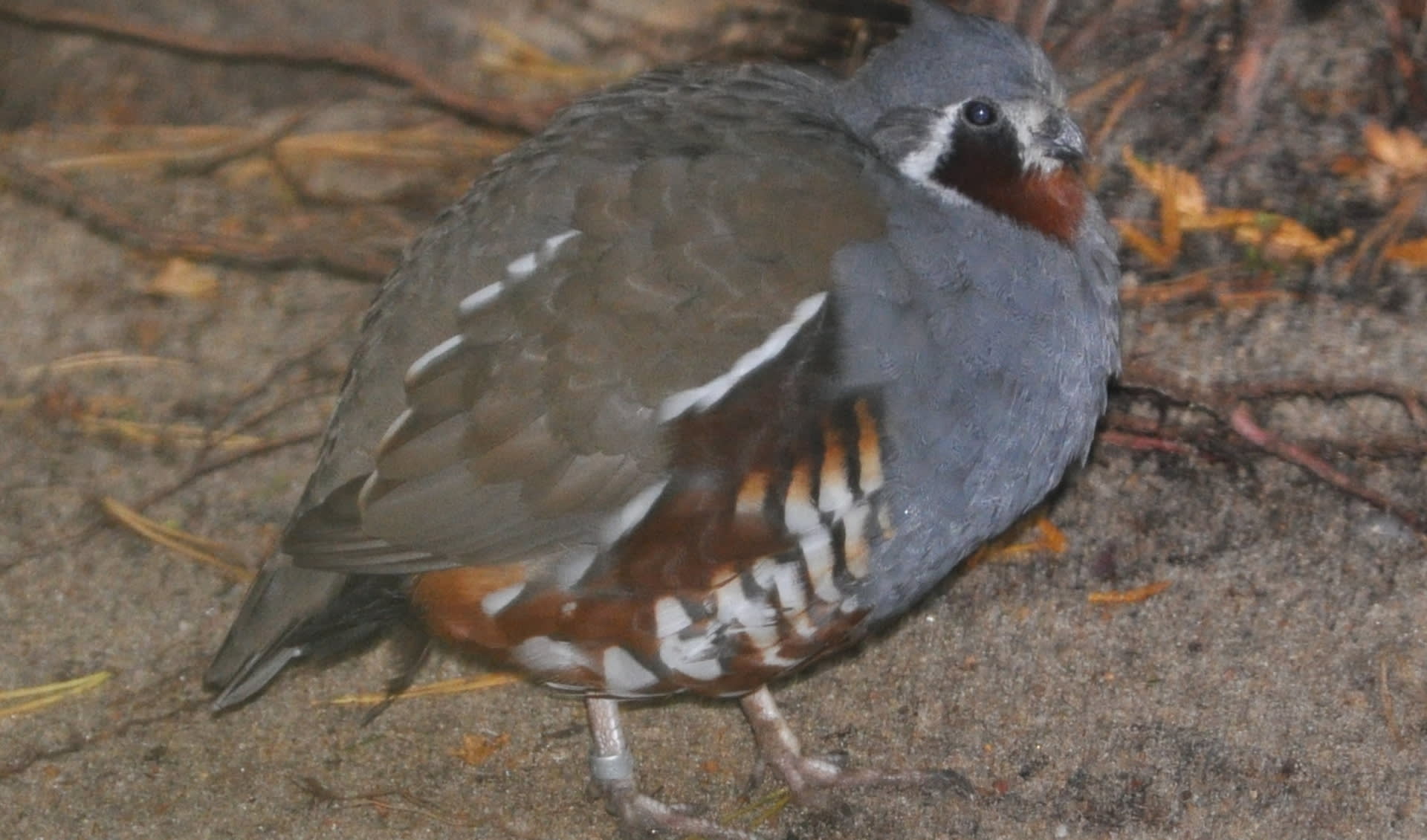 Mountain quail facts, distribution & population | BioDB