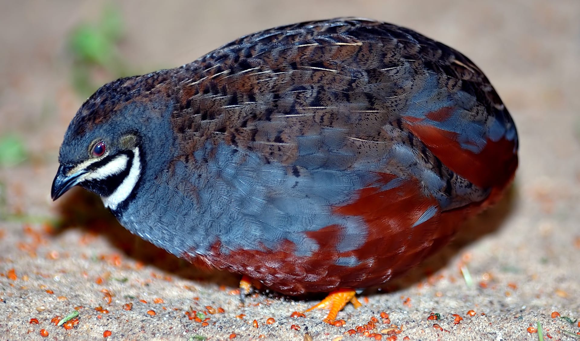 King quail facts, distribution & population | BioDB