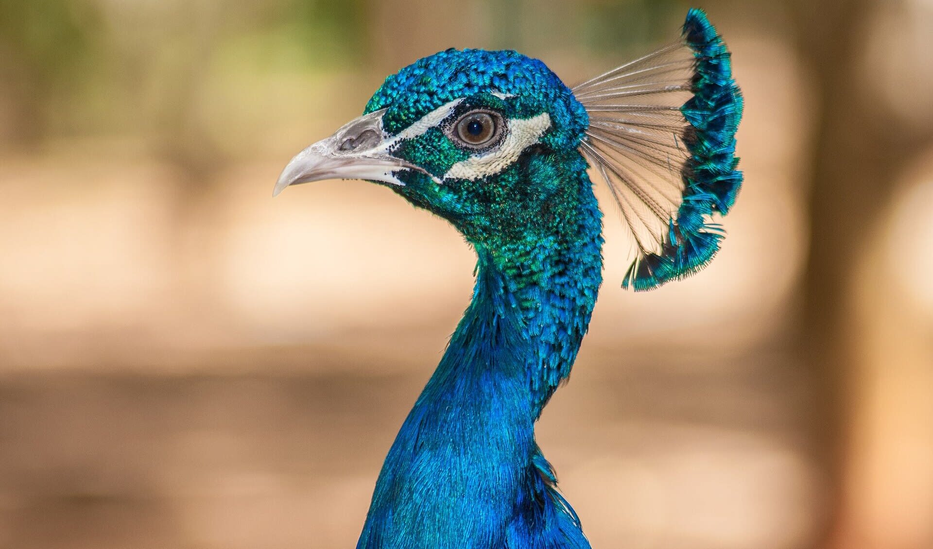 Indian peafowl facts, distribution & population | BioDB