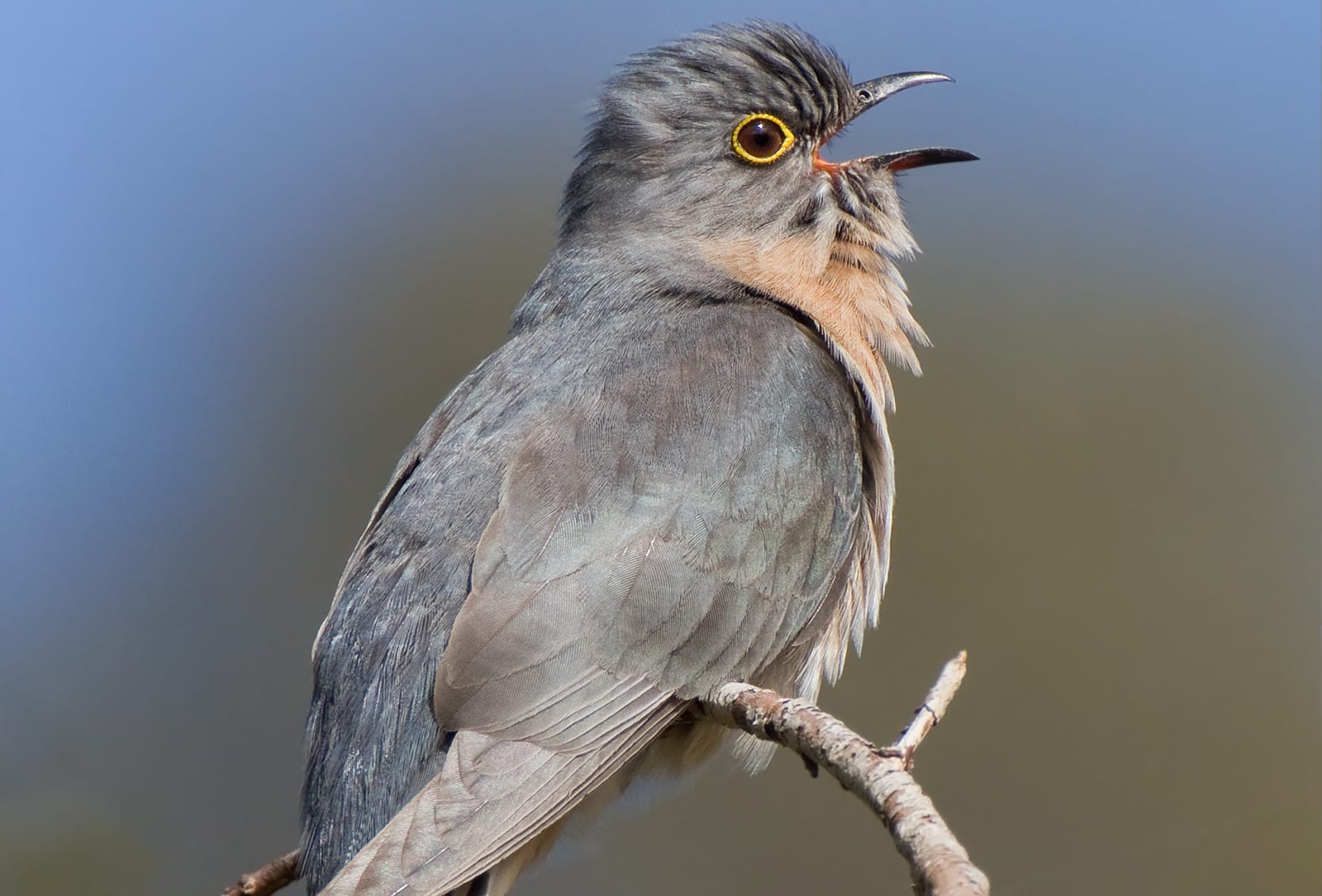 Fan-tailed cuckoo facts, distribution & population | BioDB