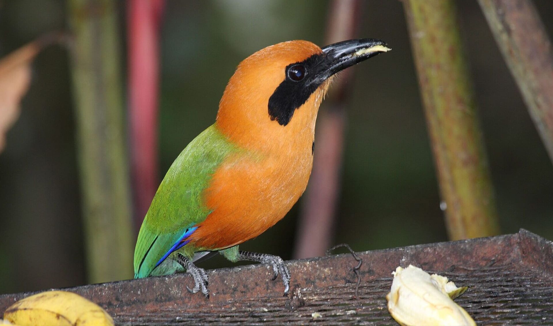 Rufous motmot facts, distribution & population | BioDB