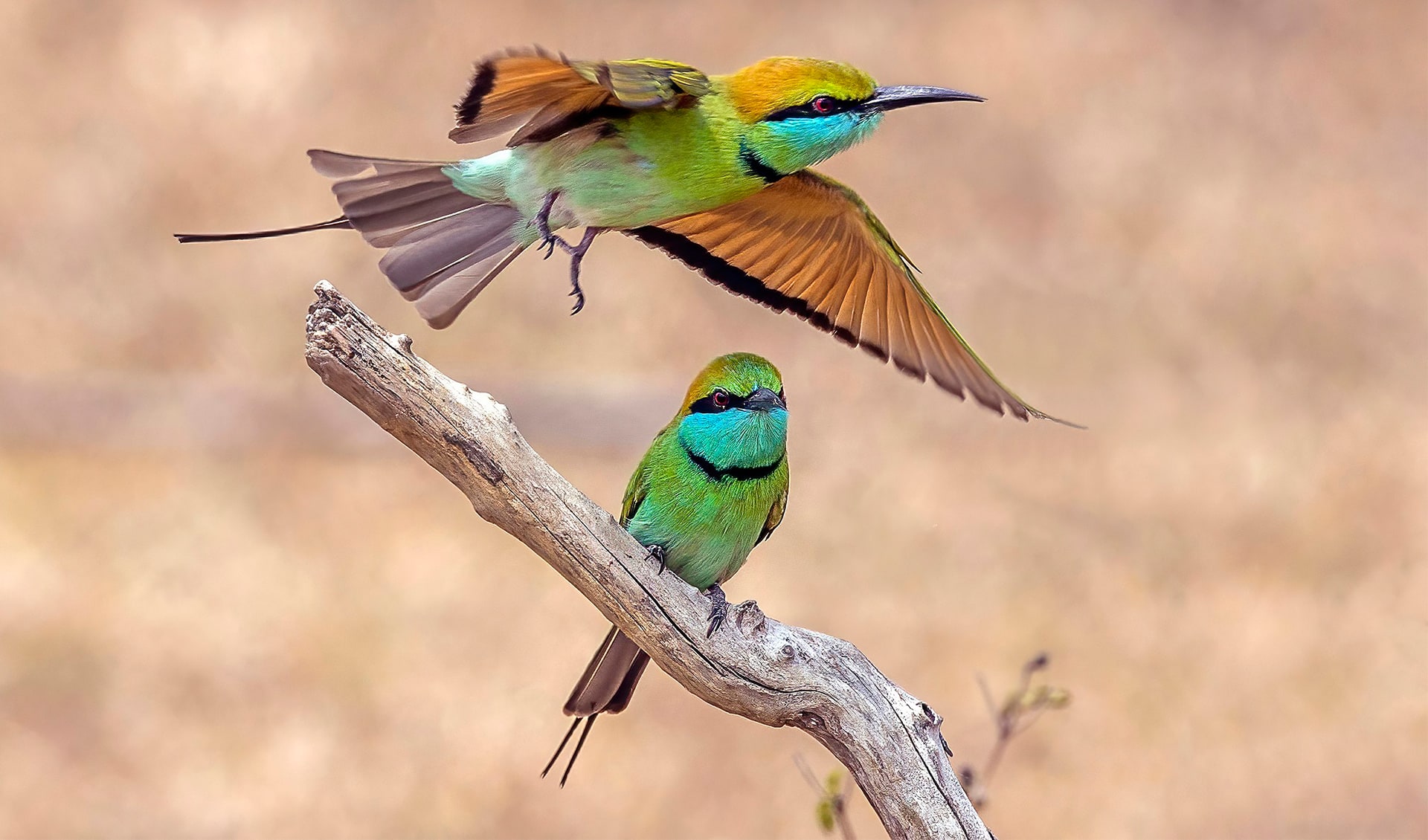 Asian green bee-eater facts, distribution & population | BioDB