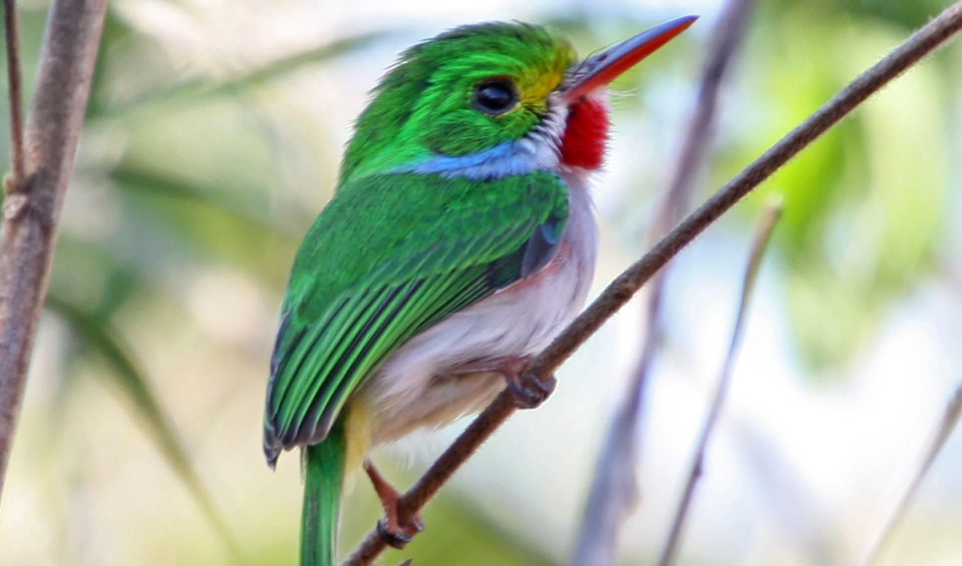 Cuban tody facts, distribution & population | BioDB