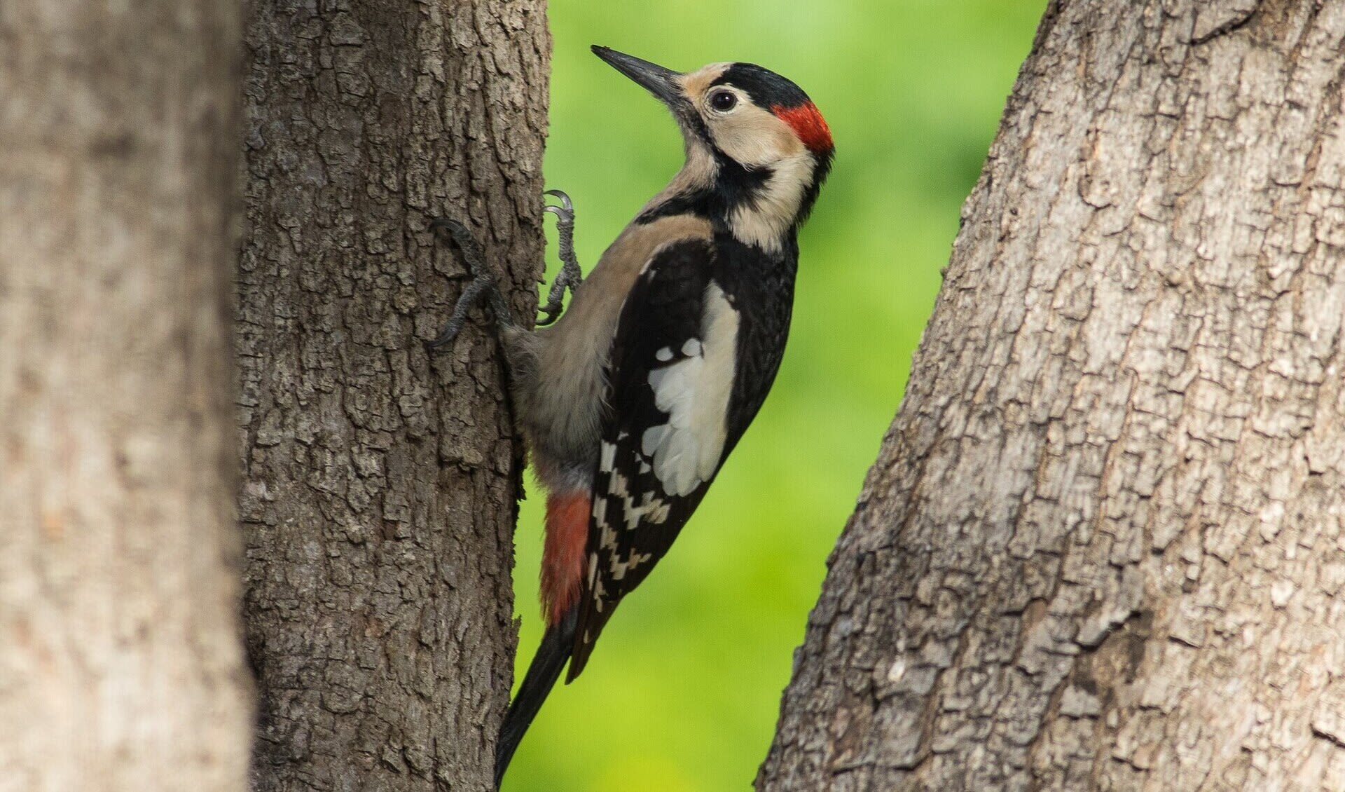 Syrian woodpecker facts, distribution & population | BioDB
