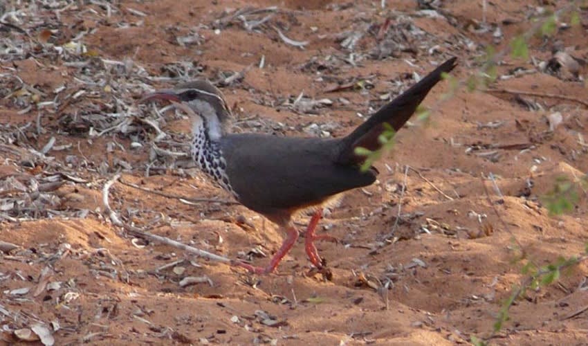 Monias – Subdesert mesite: facts, distribution & population | BioDB