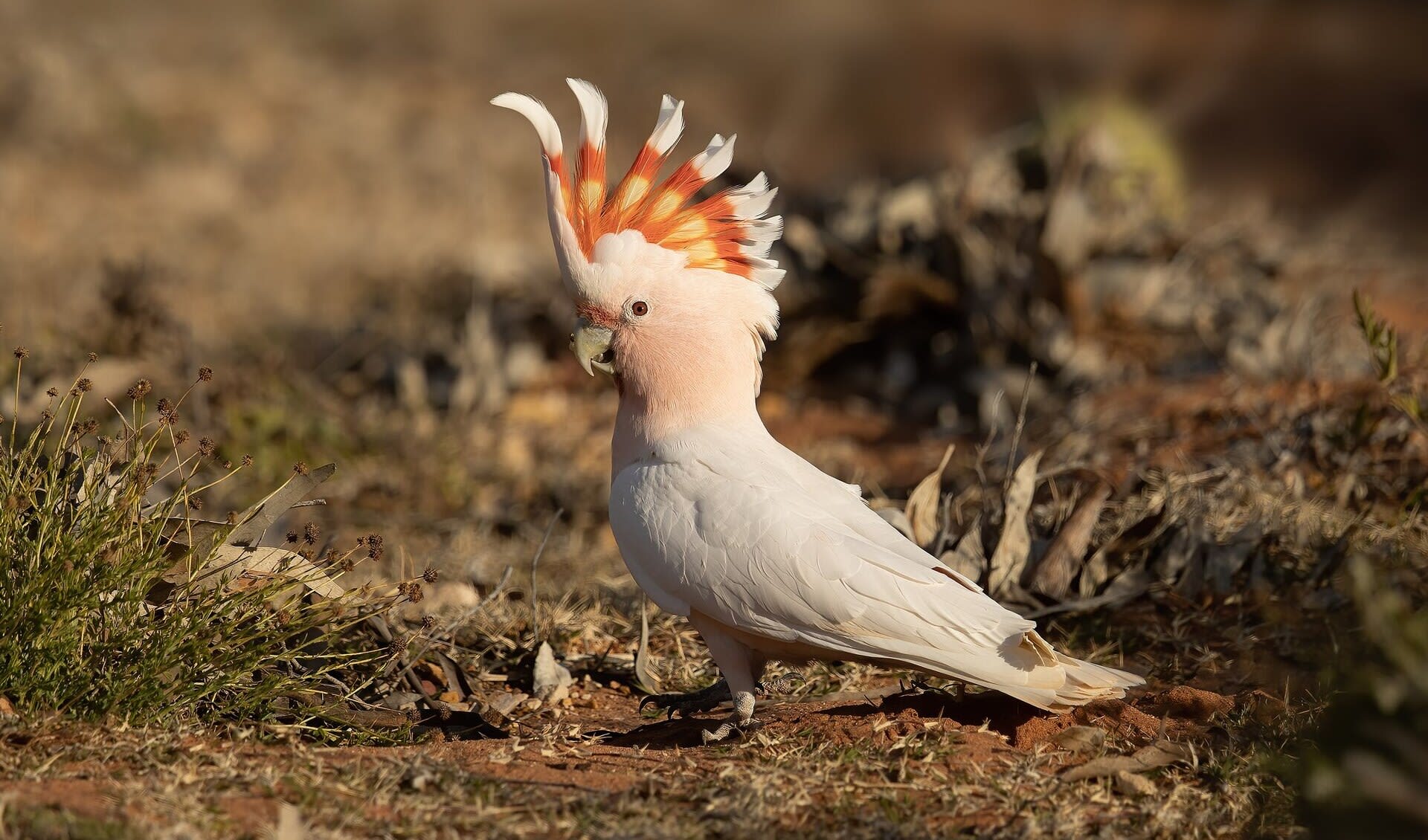 Pink cockatoo facts, distribution & population | BioDB