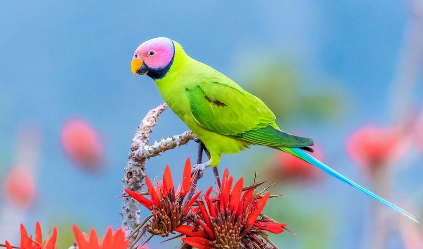 Psittacula – Rose-ringed parakeets: facts, distribution & population ...