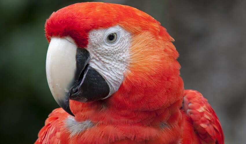 Ara - Aras: facts, distribution & population | BioDB