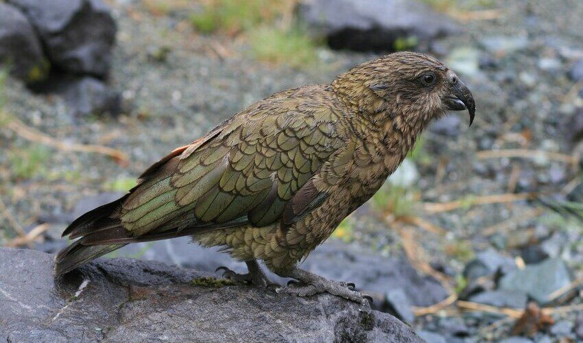 Kea facts, distribution & population | BioDB