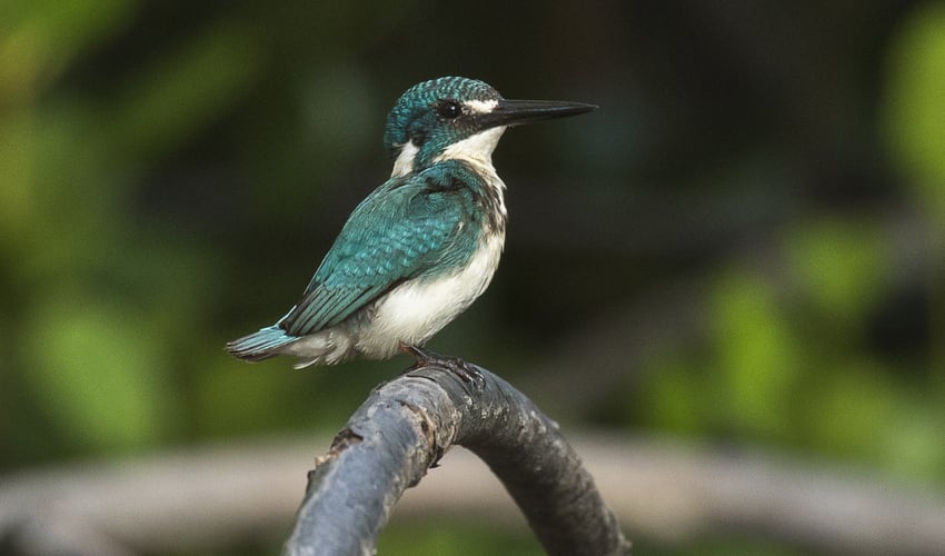 Alcedo: facts, distribution & population | BioDB