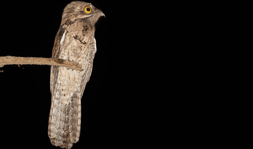 Nyctibiidae – Potoos: facts, distribution & population | BioDB
