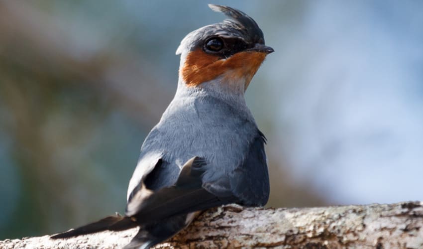 Hemiprocne – Treeswifts: facts, distribution & population | BioDB