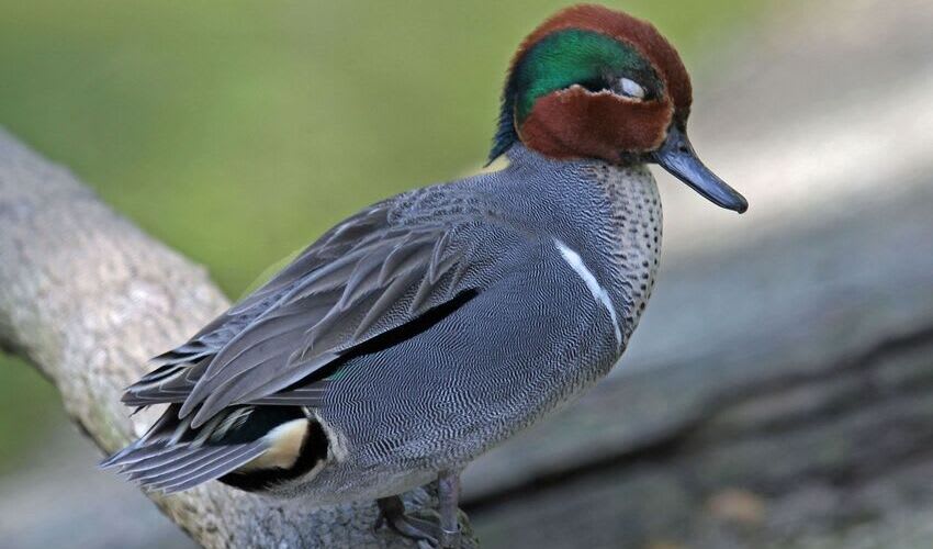 Anas – Dabbling ducks: facts, distribution & population | BioDB