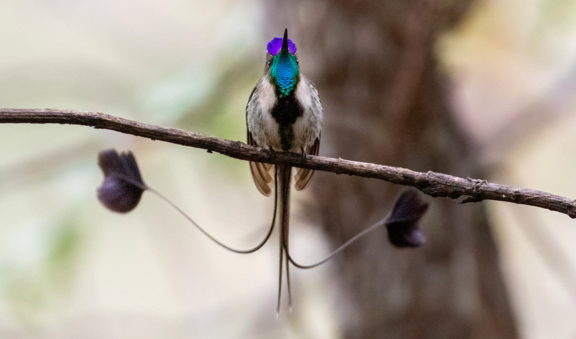 Marvelous spatuletail facts, distribution & population | BioDB
