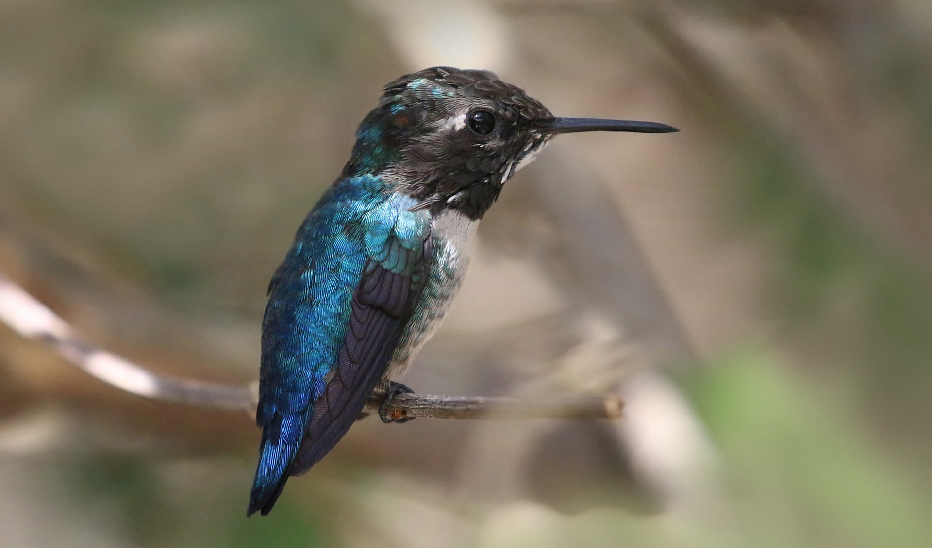Bee hummingbird facts, distribution & population | BioDB