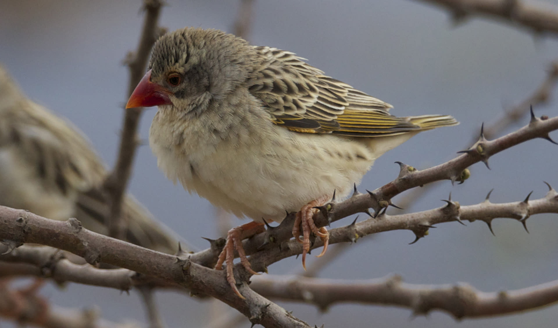 Red-billed quelea facts, distribution & population | BioDB