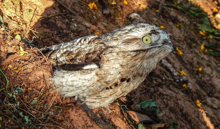 Nyctibius: facts, distribution & population | BioDB