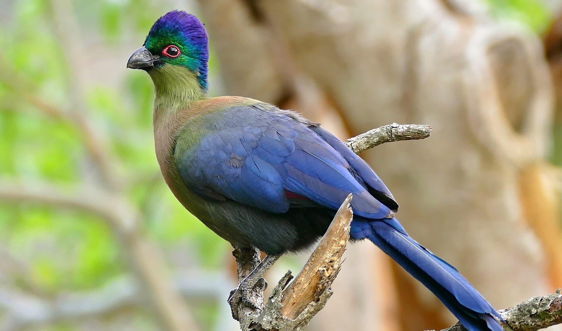 Purple-crested turaco facts, distribution & population | BioDB