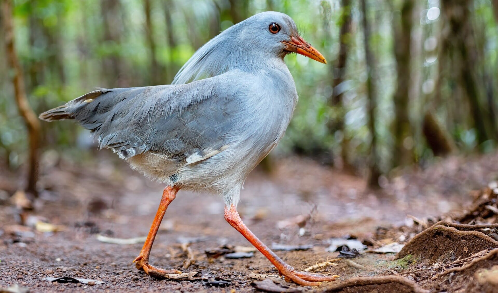 Kagu facts, distribution & population | BioDB