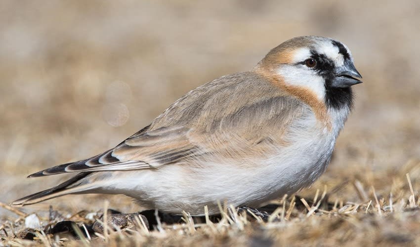 Passeridae – Old World Sparrows: facts, distribution & population | BioDB