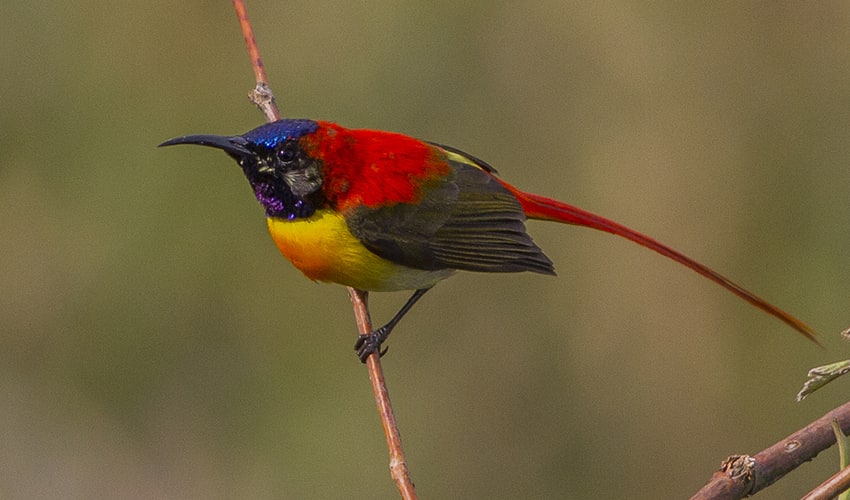 Nectariniidae – Sunbirds & spiderhunters: facts, distribution ...