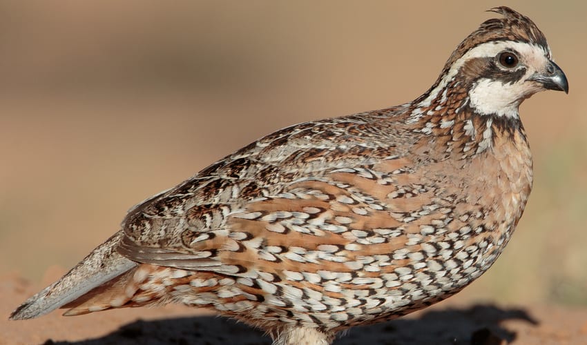 Odontophoridae – New World quails: facts, distribution & population | BioDB