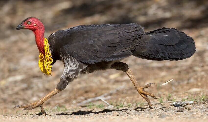 Megapod' – Megapodes: facts, distribution & population | BioDB