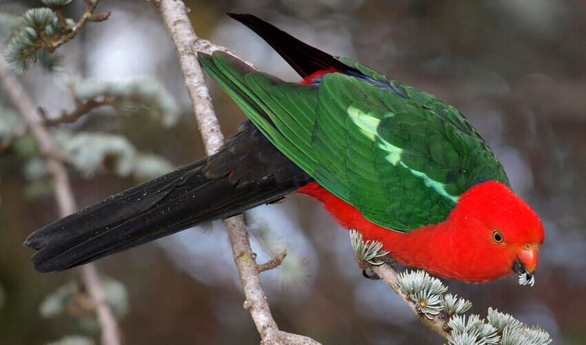 Psittaculidae – Old world parrots: facts, distribution & population | BioDB