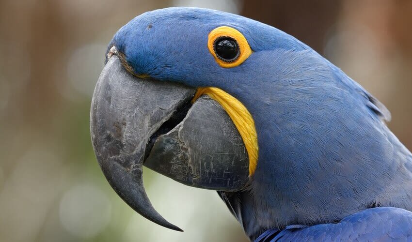 Psittacidae – New world & African parrots: facts, distribution ...