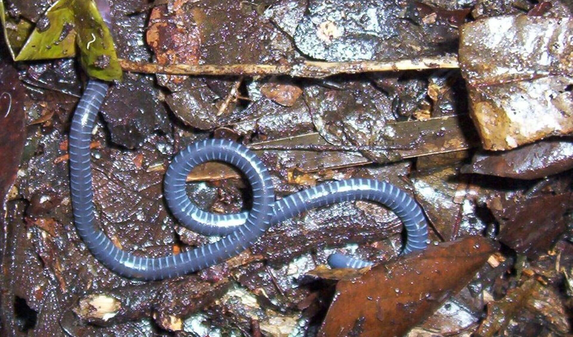 Taita African caecilian facts, distribution & population | BioDB