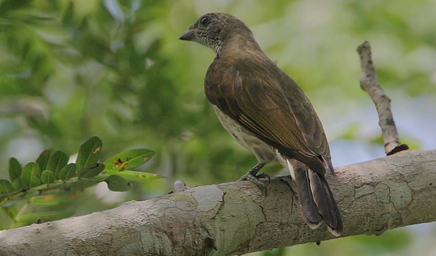 Greater honeyguide facts, distribution & population | BioDB