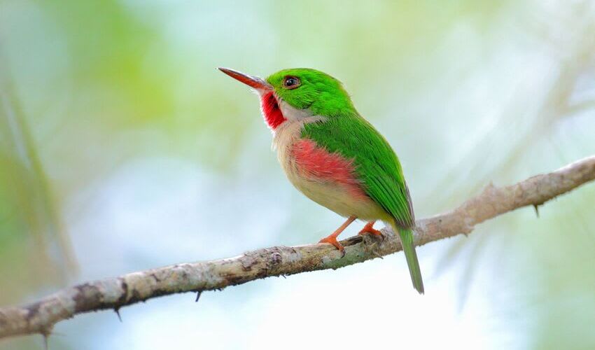 Todidae – Todies: facts, distribution & population | BioDB