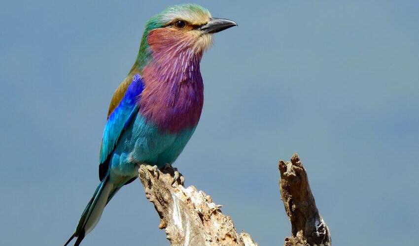 Coraciidae – Rollers: facts, distribution & population | BioDB