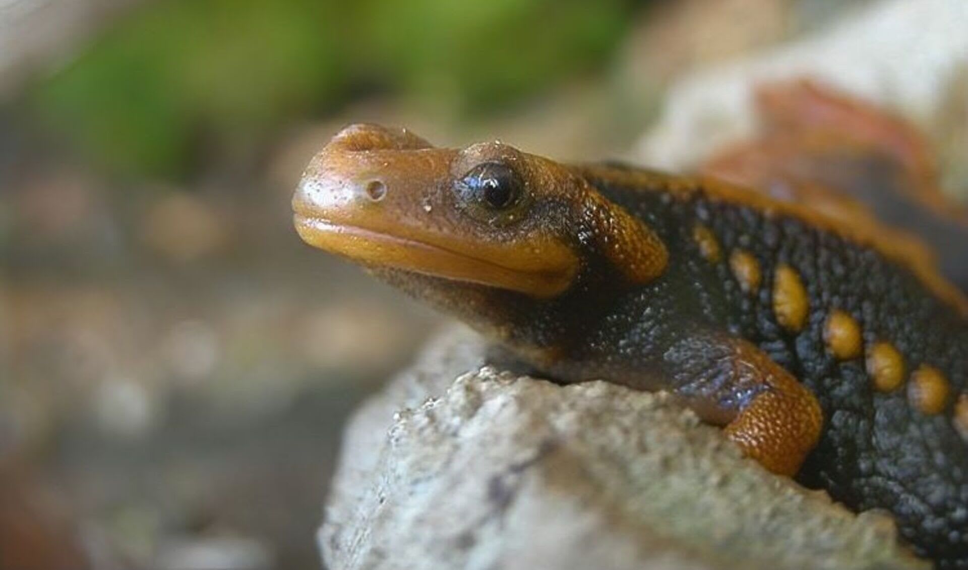 Himalayan newt facts, distribution & population | BioDB