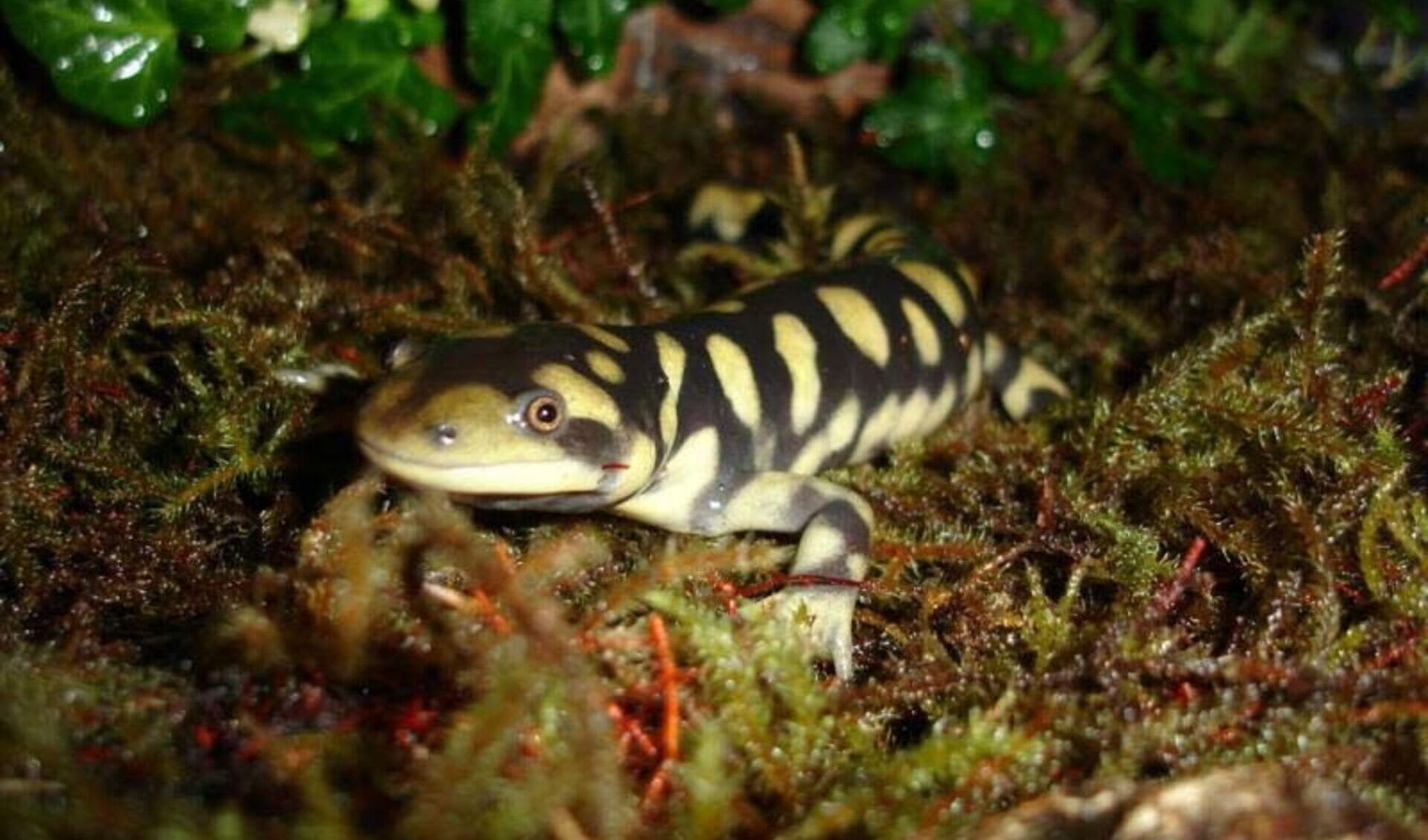 Tiger salamander facts, distribution & population | BioDB