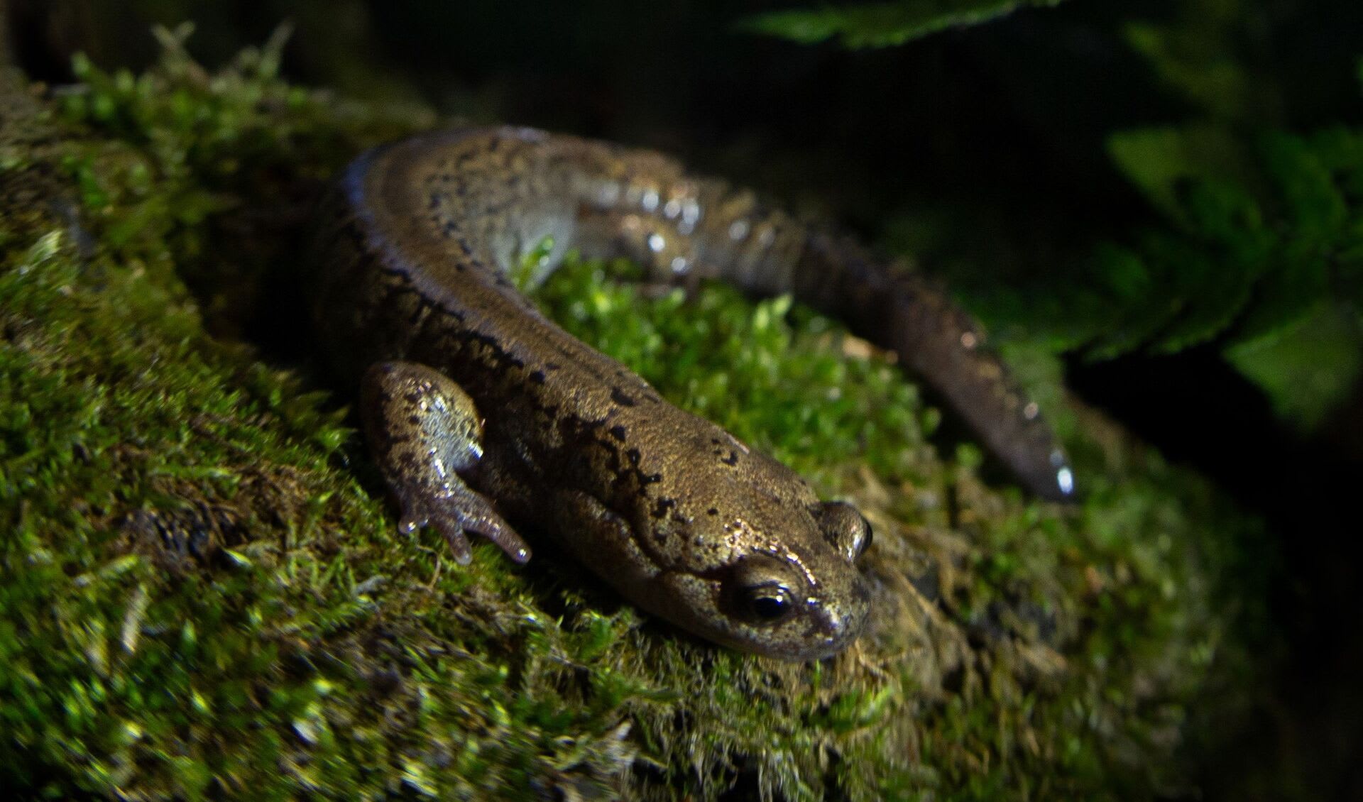Siberian salamander facts, distribution & population | BioDB