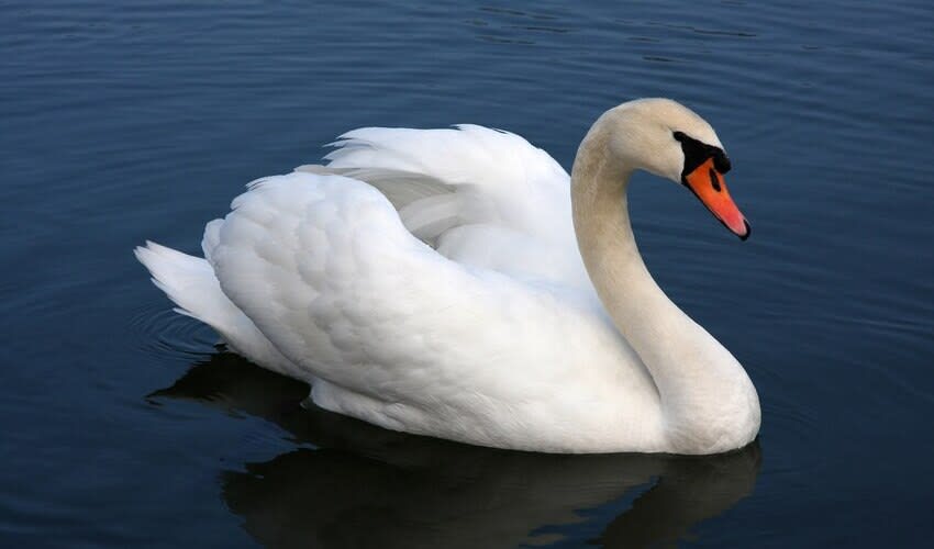 Anatidae – Ducks & geese: facts, distribution & population | BioDB