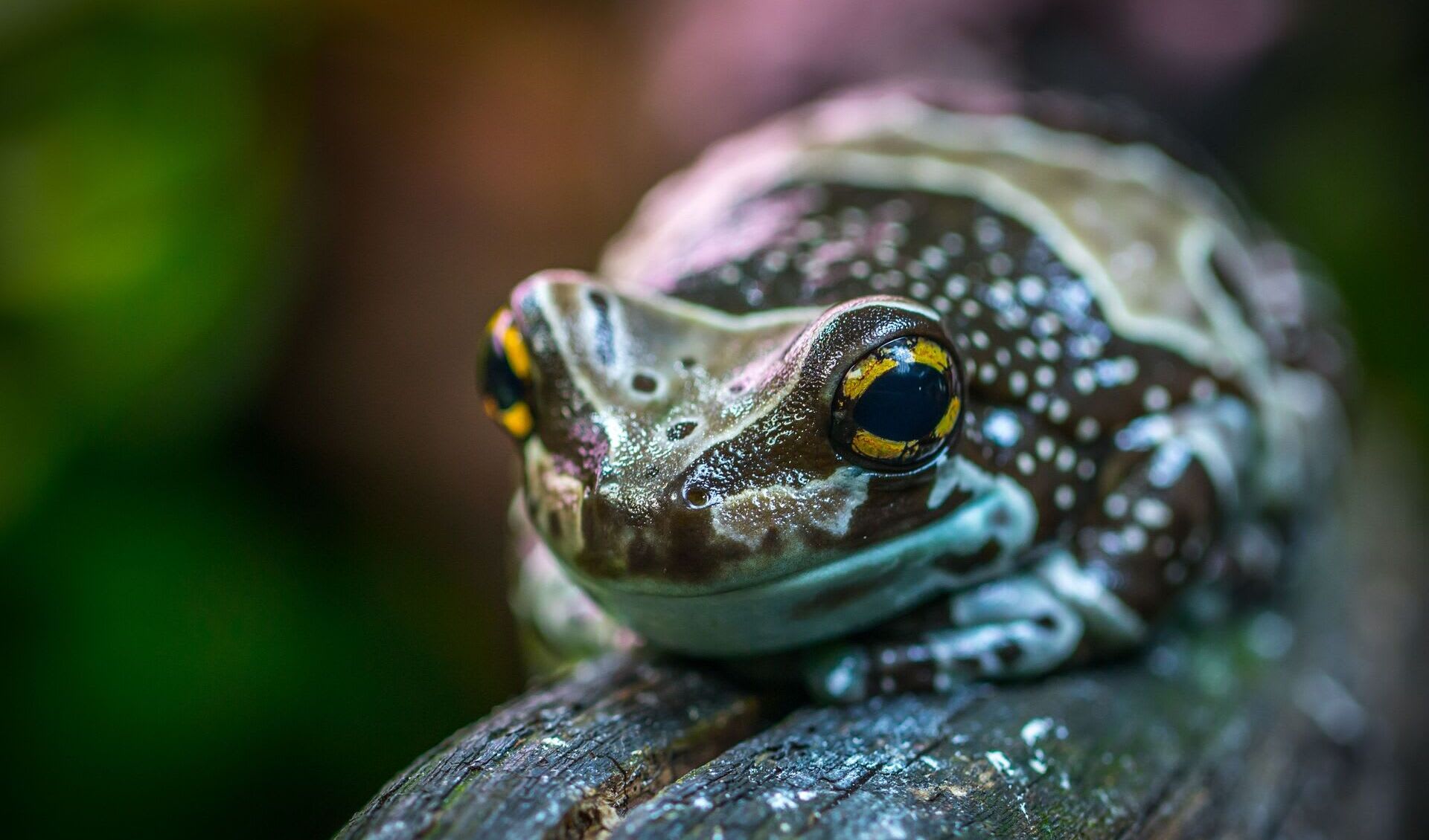 Mission golden-eyed tree frog facts, distribution & population | BioDB