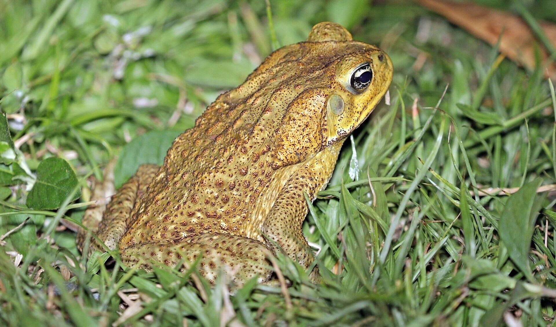 Cane toad facts, distribution & population | BioDB