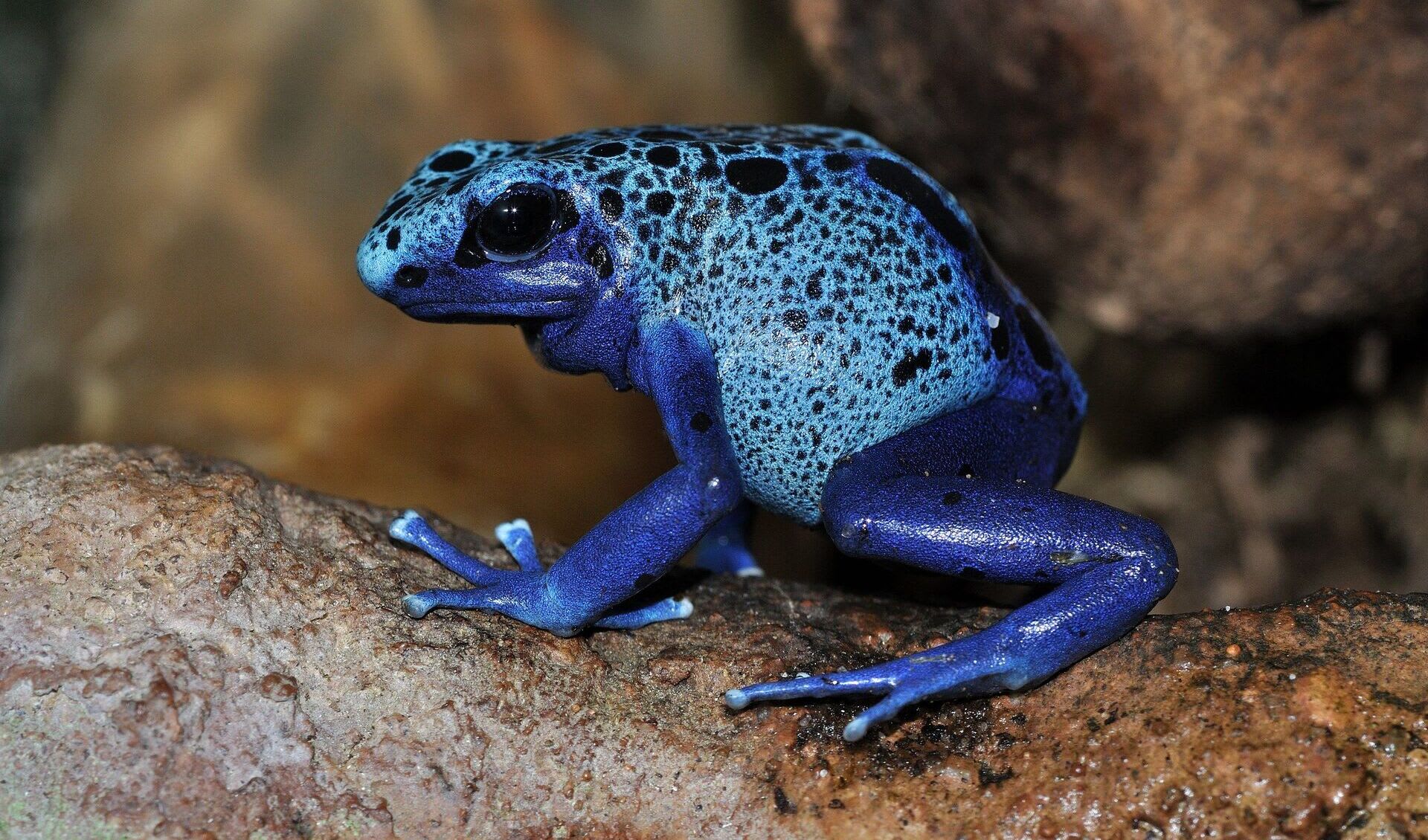 Blue poison dart frog facts, distribution & population | BioDB