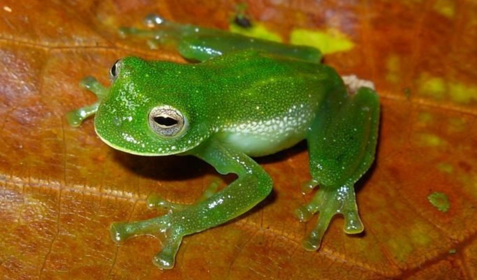 Antioquia giant glass frog facts, distribution & population | BioDB