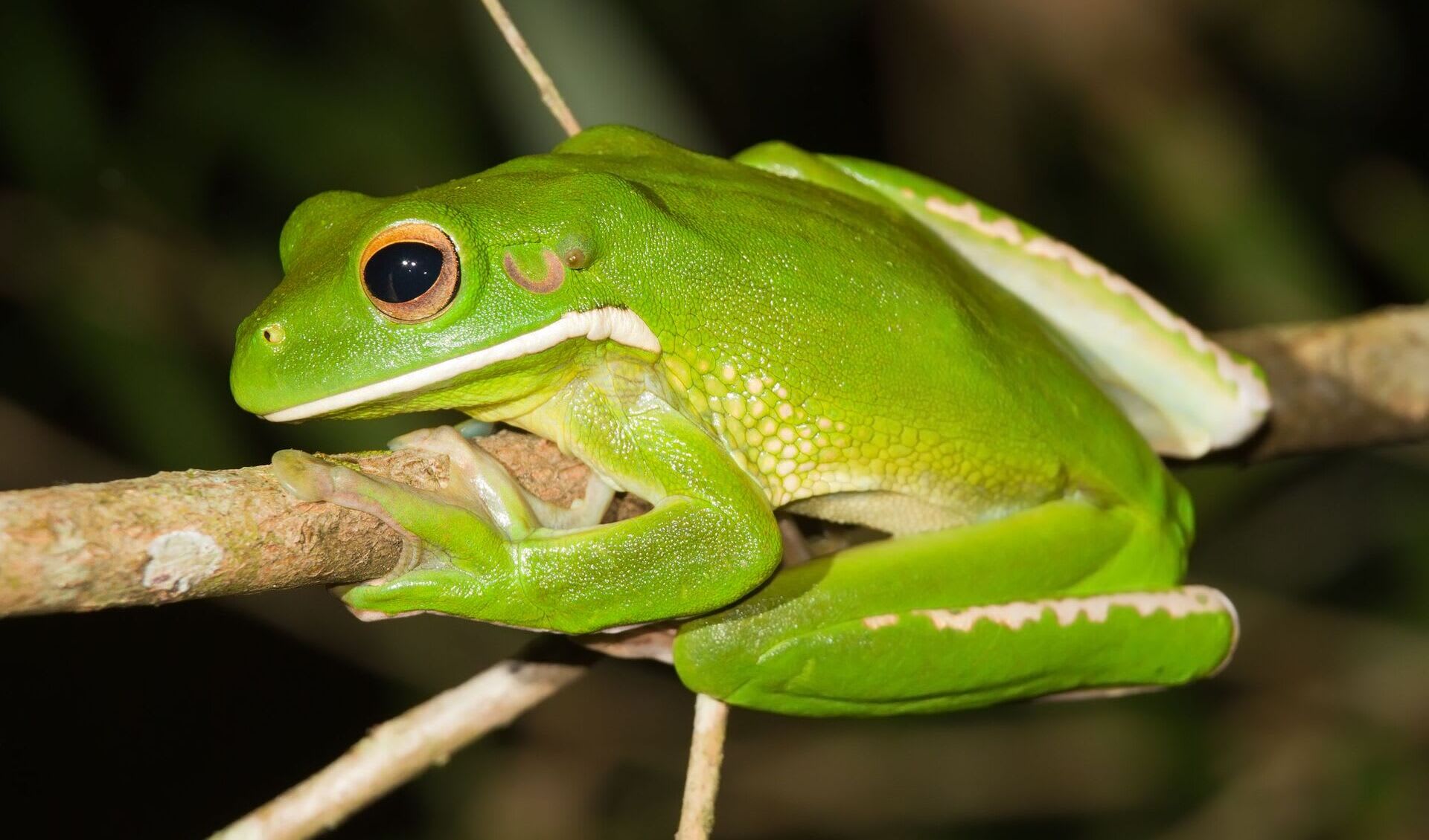 White-lipped tree frog facts, distribution & population | BioDB