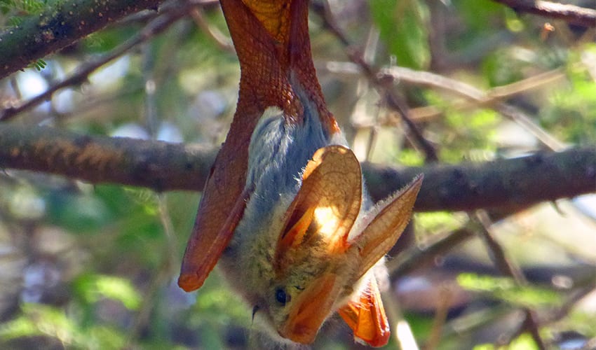 Megadermatidae – False-vampires: facts, distribution & population | BioDB